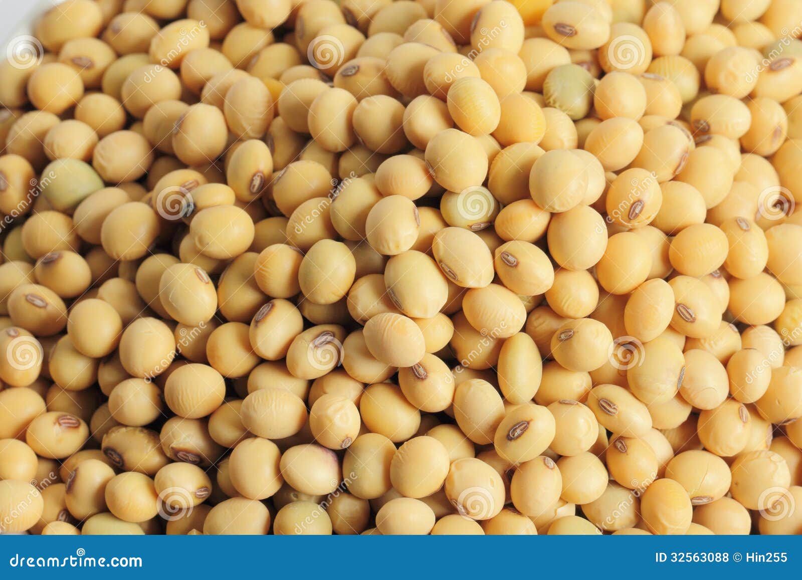 Sojaboon stock foto. Image of voeding, organisch, macro - 32563088