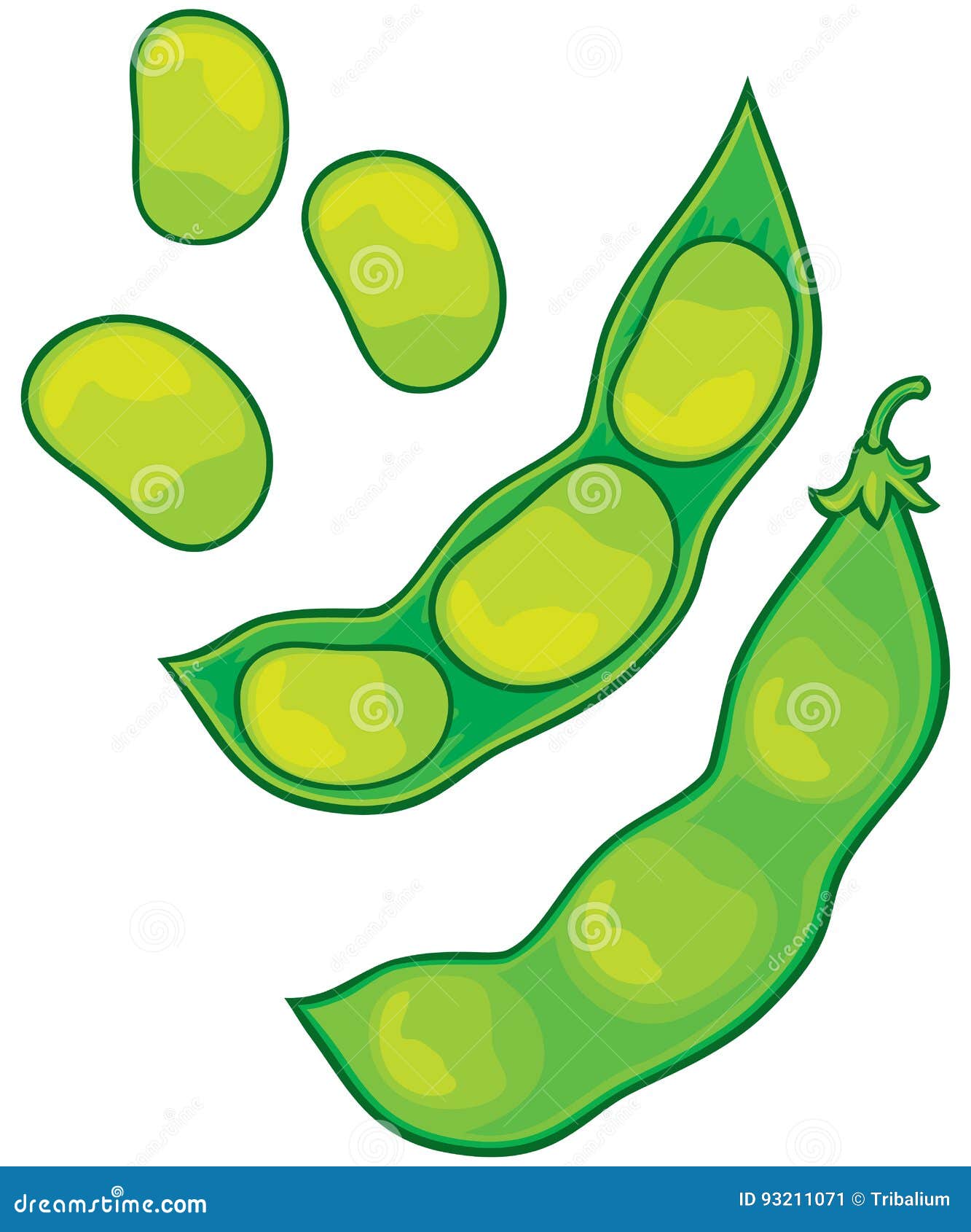 Sojaboon vector illustratie. Illustration of erwt, illustratie - 93211071