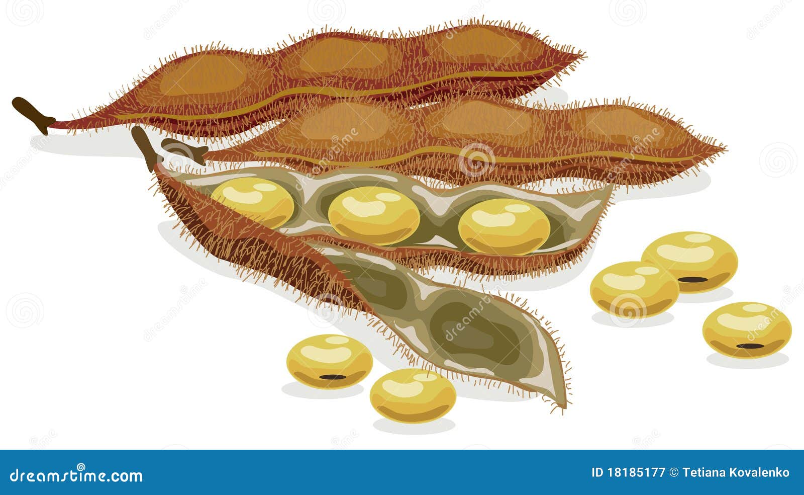 Sojaboon. Realistische Illustratie. Vector Illustratie - Illustration ...