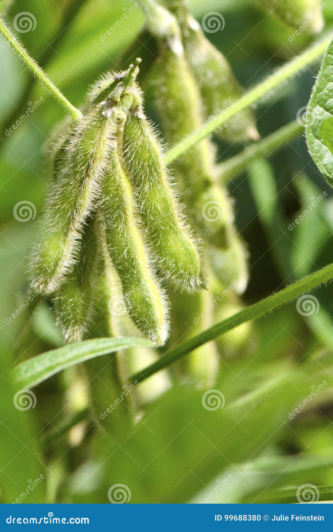 Soje Obrazy Stockowe - Pobierz 111,868 Zdjęcia Royalty Free