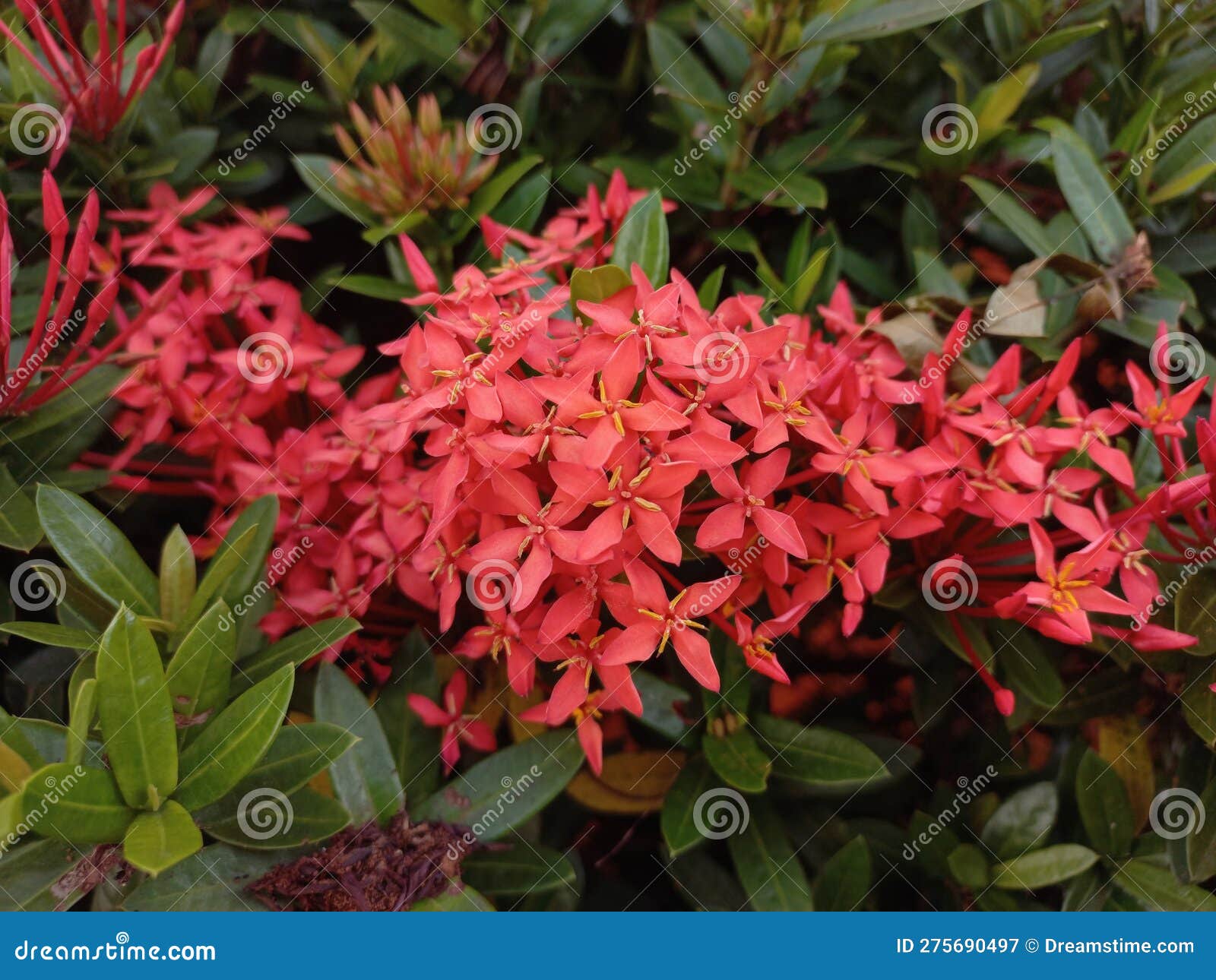 Soka Flower is a Beautiful Red Dazzling Stock Image - Image of flower ...