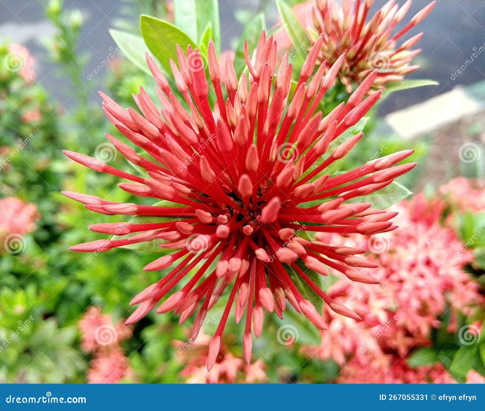 Soka Flowers that Have Not yet Bloomed Stock Image - Image of bloomed ...