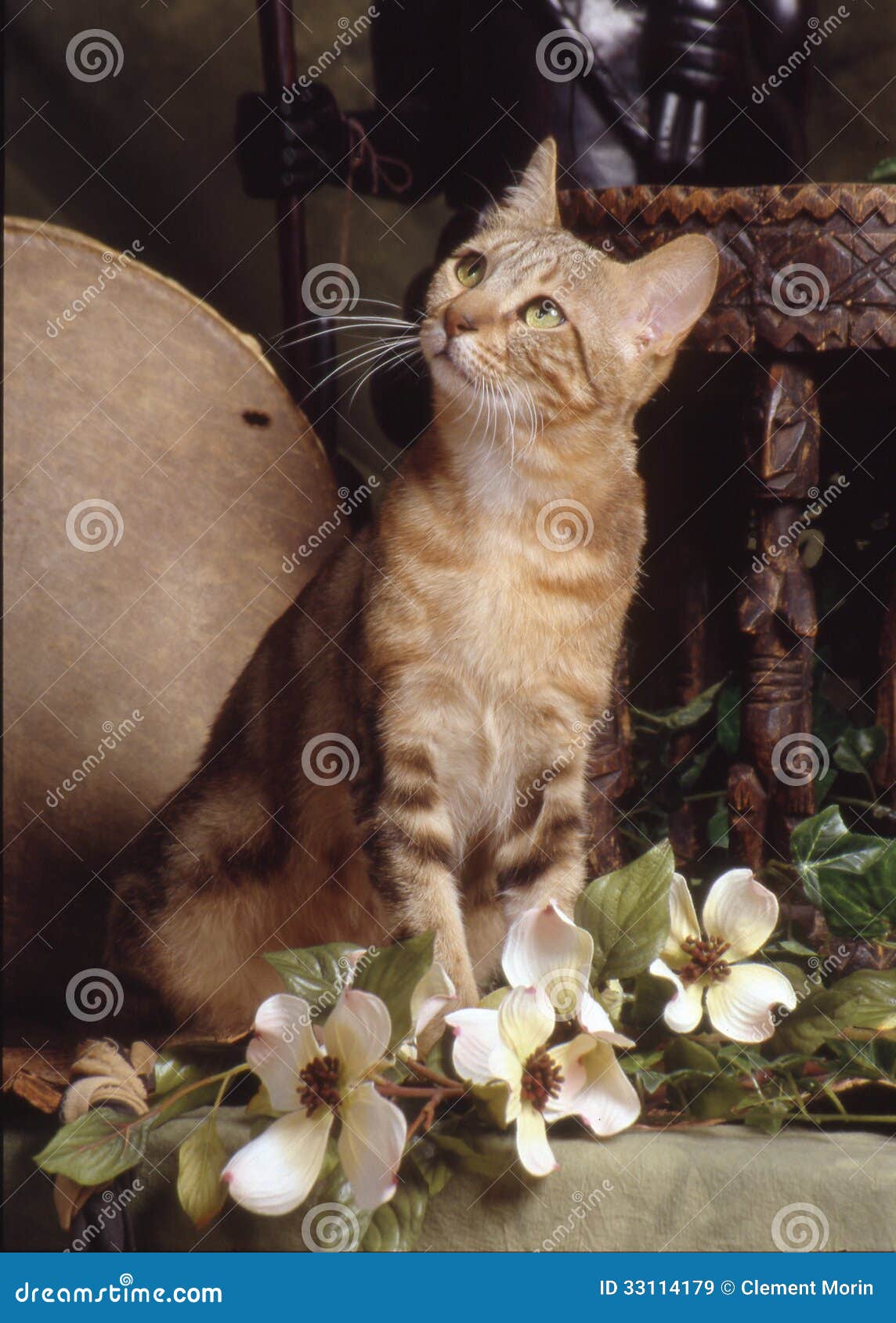 Sokoke cat stock image. Image of african, flower, sokoke - 33114179