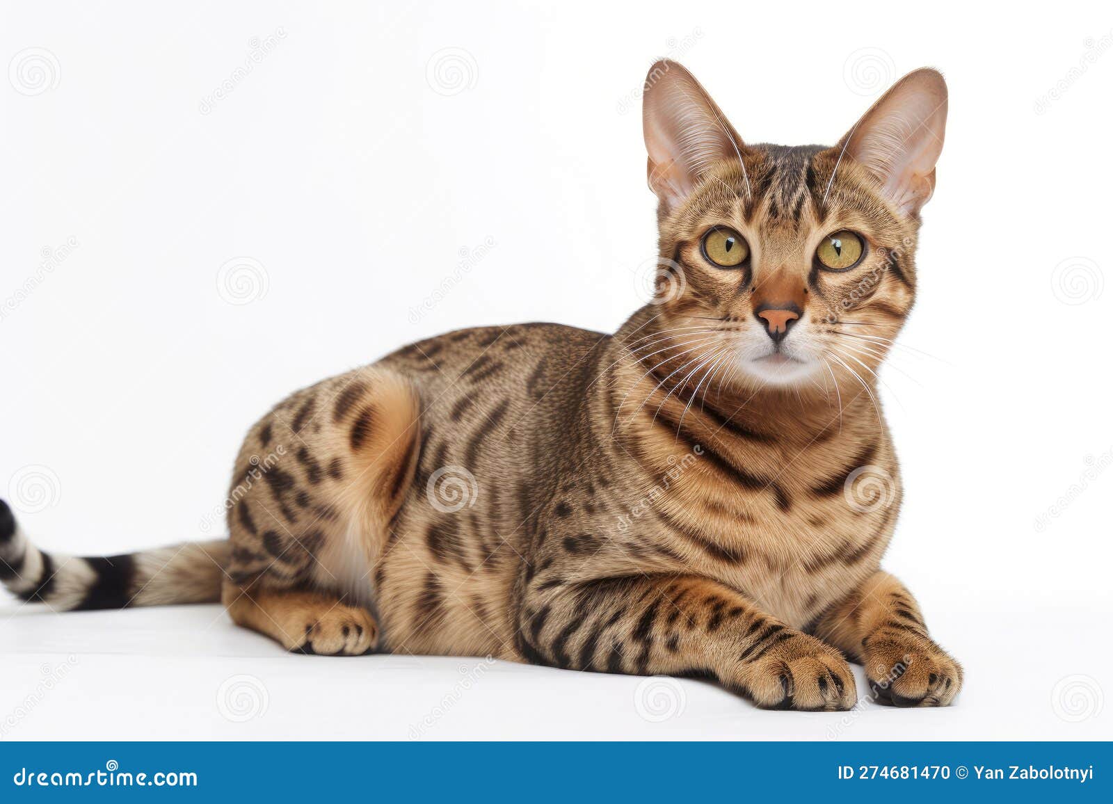 Sokoke Cat on White Background. Generative AI Stock Illustration ...