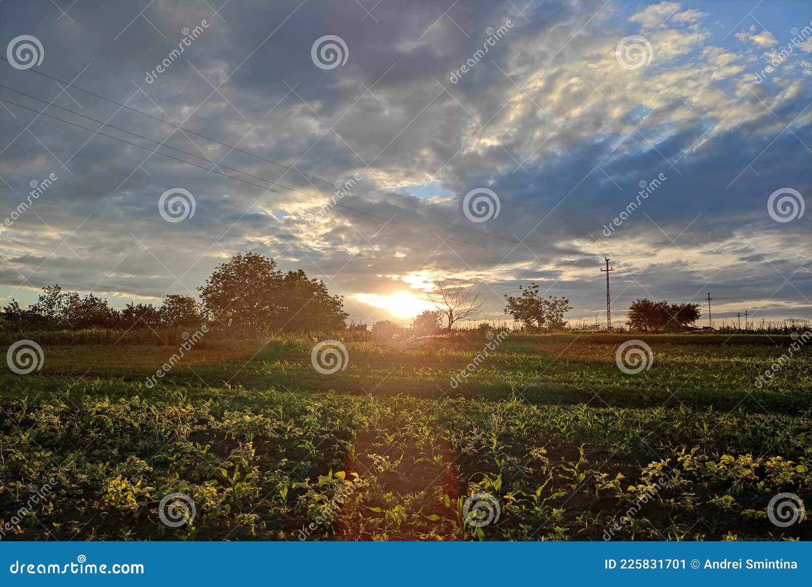 Sol Brillante En Un Campo Tan Agradable Imagen de archivo - Imagen de ...
