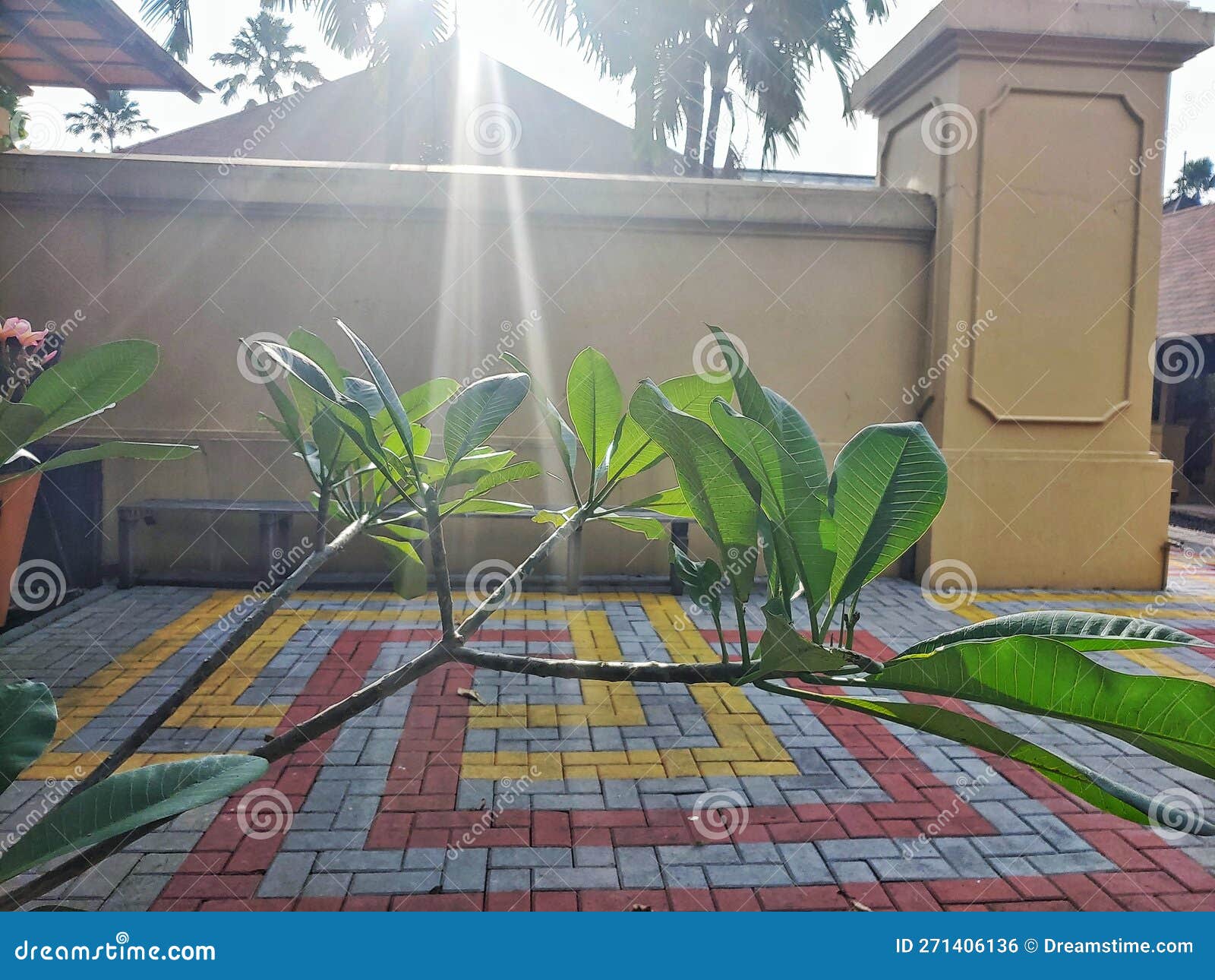 Sol Da Tarde Brilhando Sobre As Plantas Foto de Stock - Imagem de ...