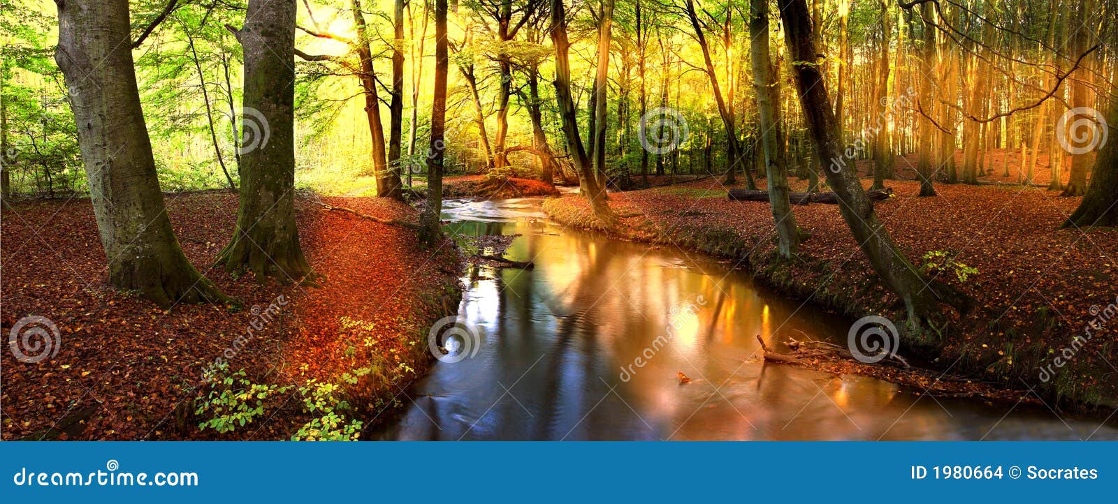 Sol da tarde na floresta foto de stock. Imagem de cena - 1980664