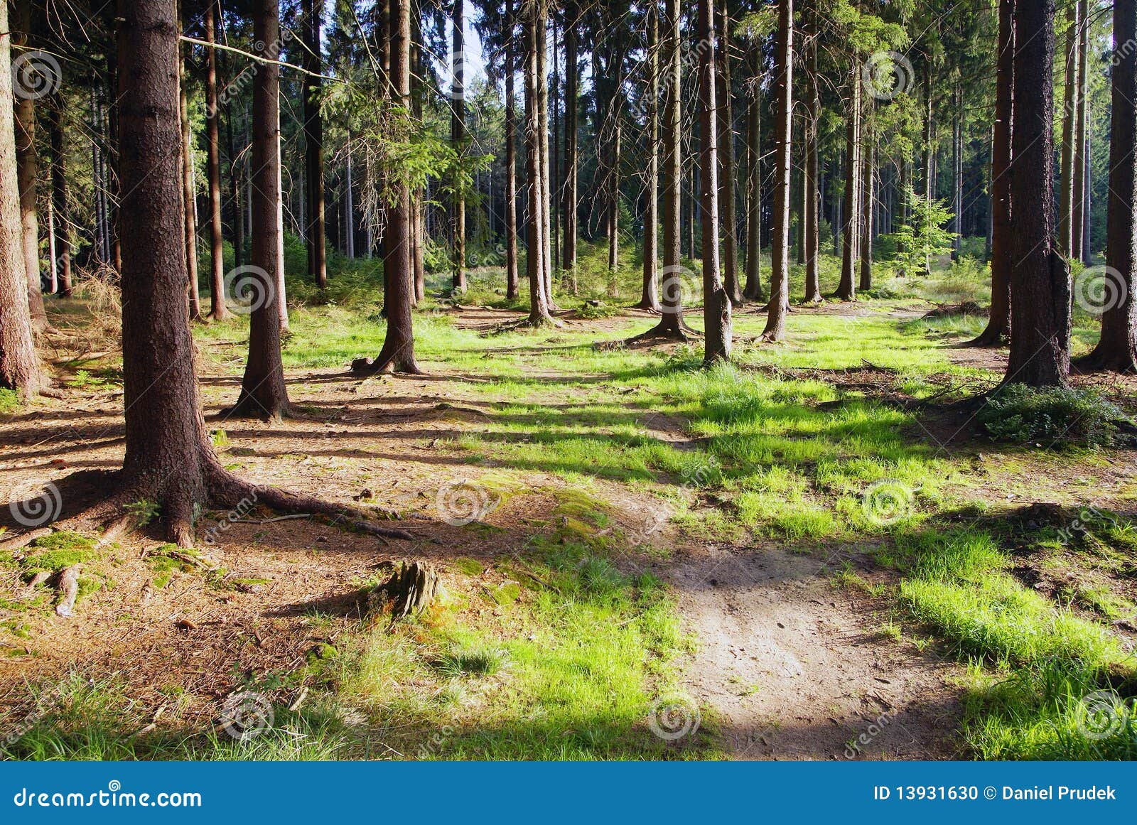 Sol de la tarde en bosque foto de archivo. Imagen de vida - 13931630