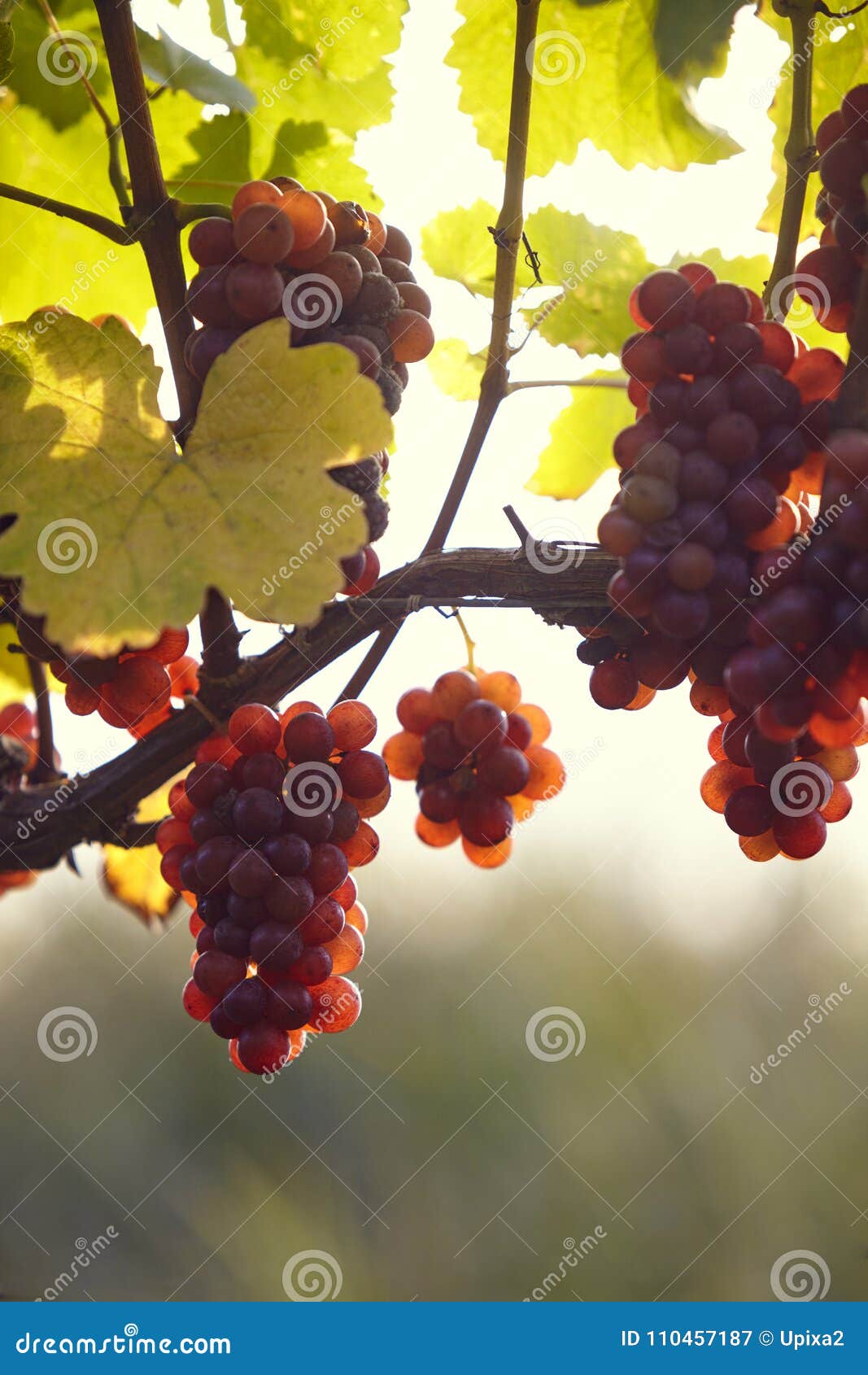 Sol del otoño de las uvas imagen de archivo. Imagen de detalle - 110457187