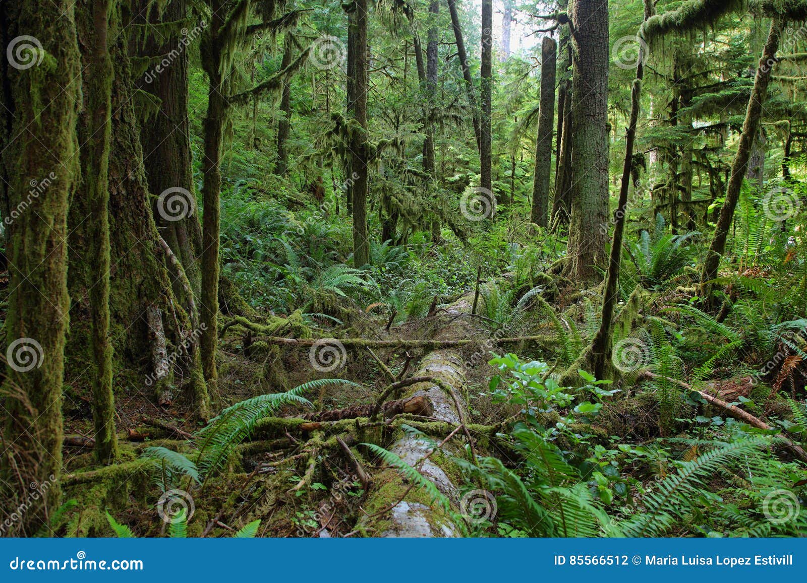 Sol Duc falls trail forest stock photo. Image of falls - 85566512