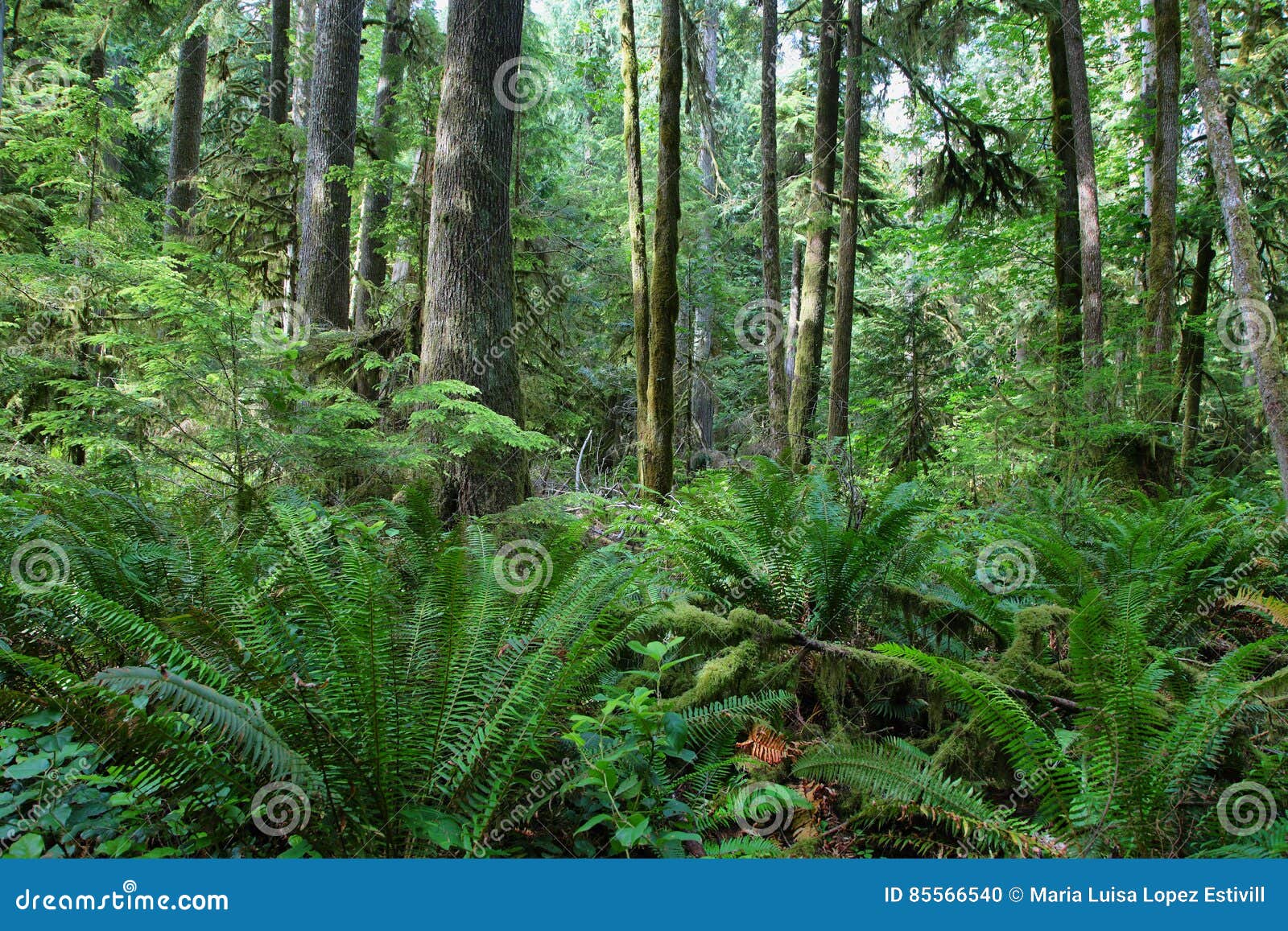 Sol Duc falls trail forest stock photo. Image of environment - 85566540