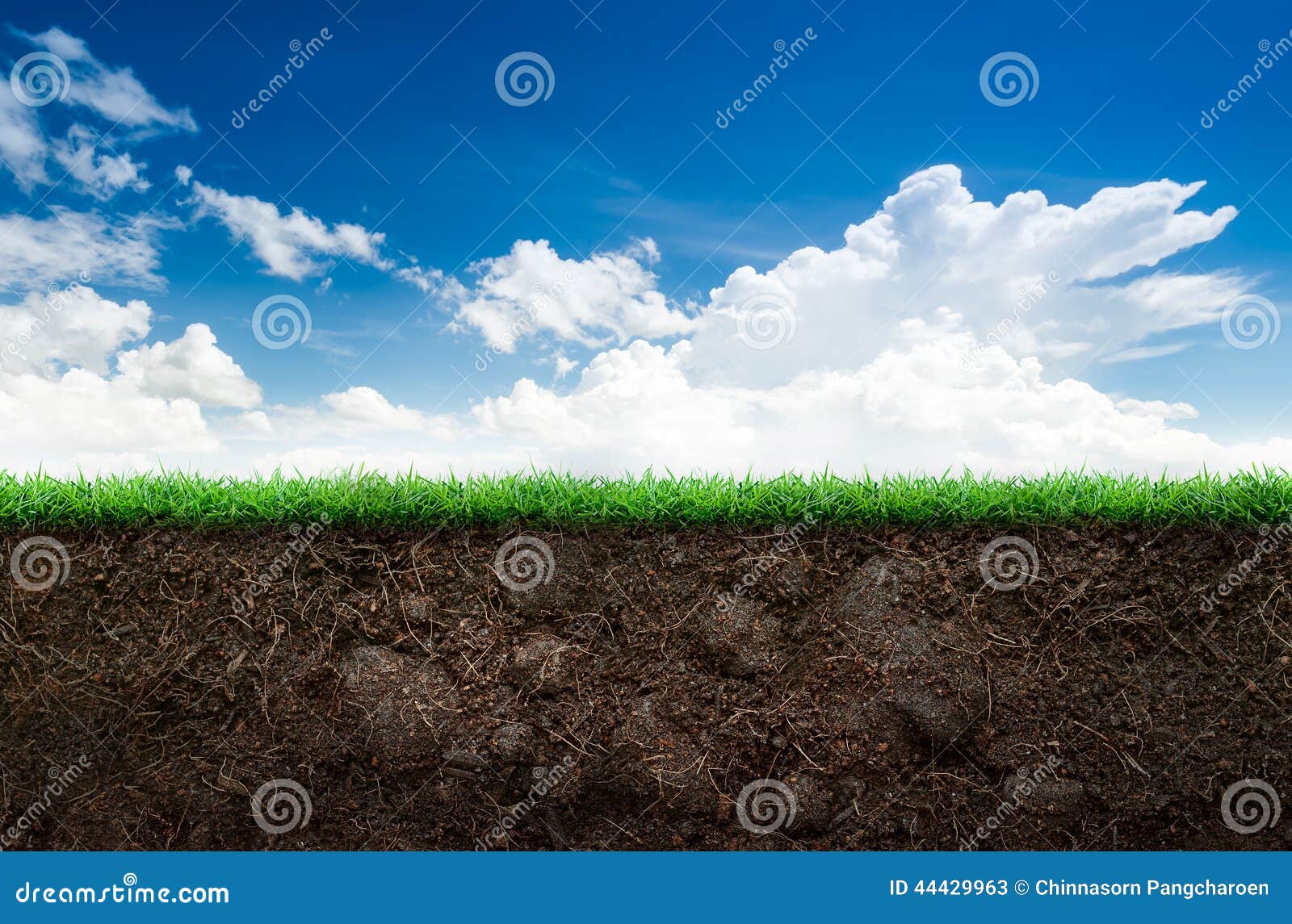 Sol et herbe en ciel bleu image stock. Image du abondant - 44429963