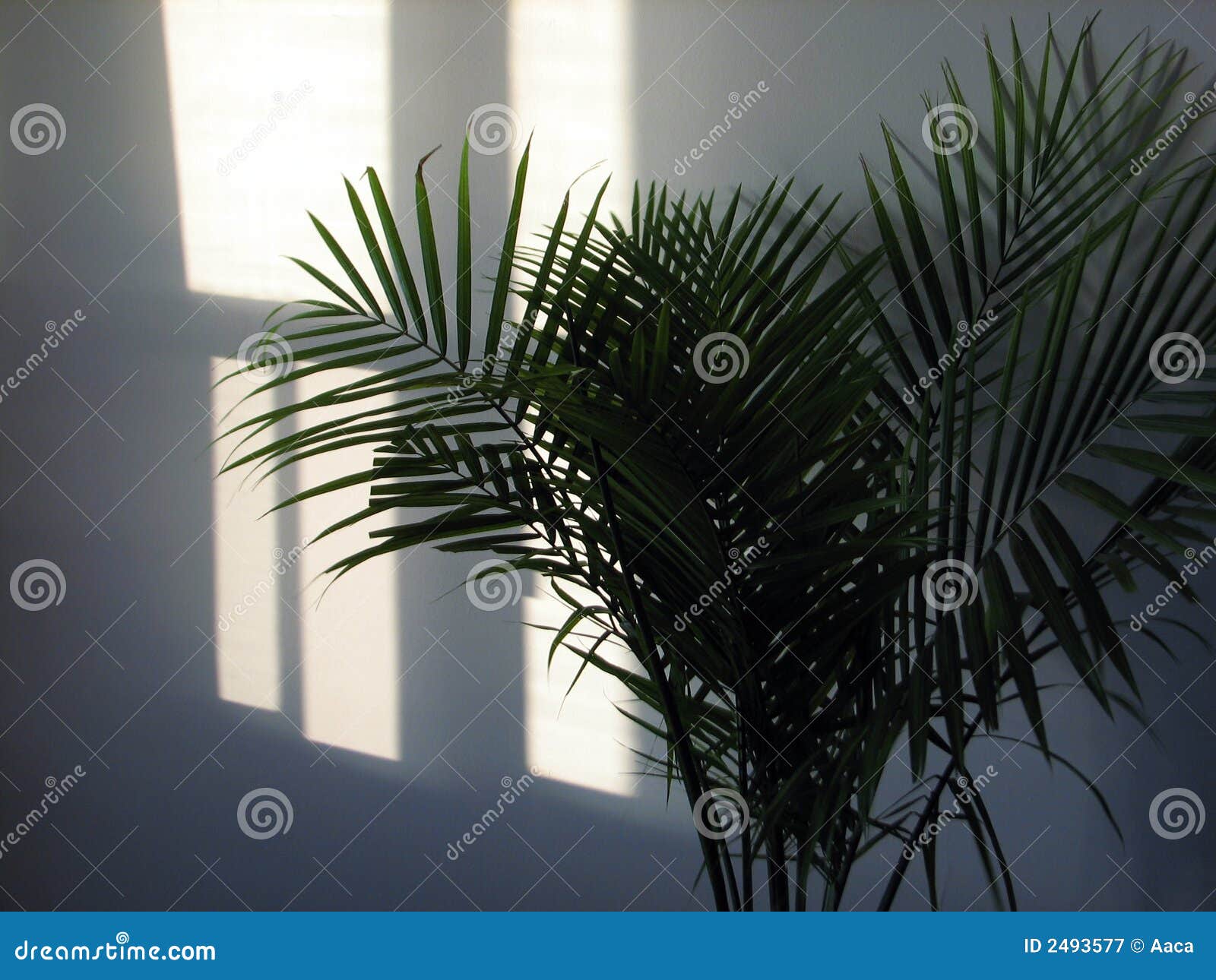 Sol tropical imagen de archivo. Imagen de sitio, vivir - 2493577