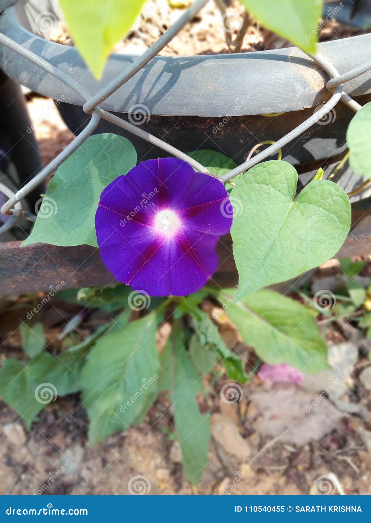 Sol violeta imagen de archivo. Imagen de violeta, adentro - 110540455