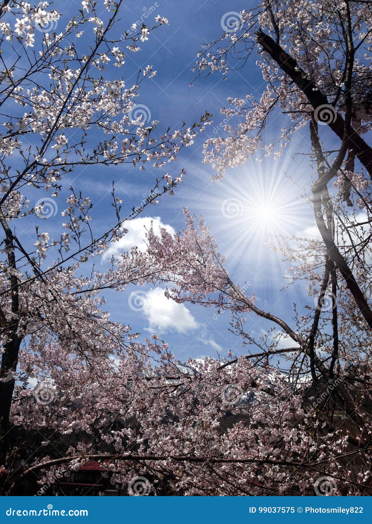 Sol y flores imagen de archivo. Imagen de flor, negro - 99037575
