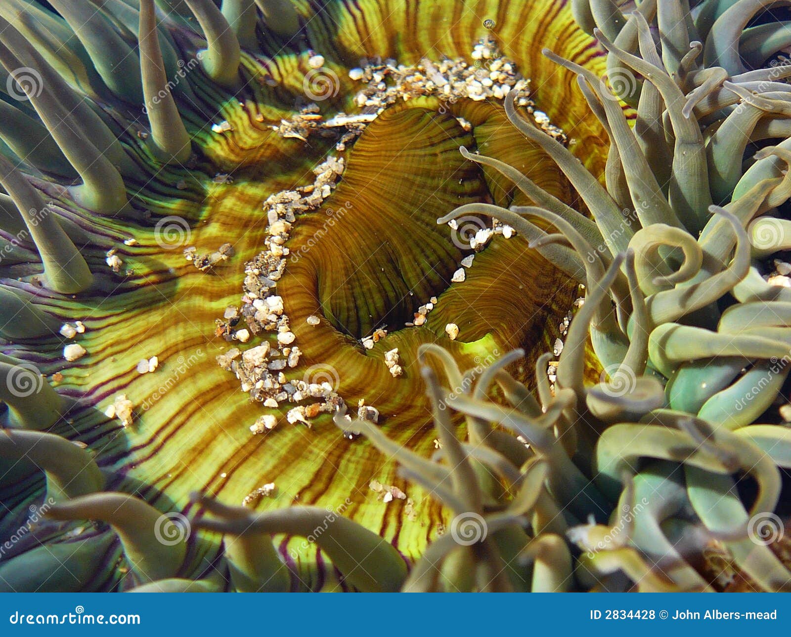 Sola Anemone and Sand stock photo. Image of underwater - 2834428