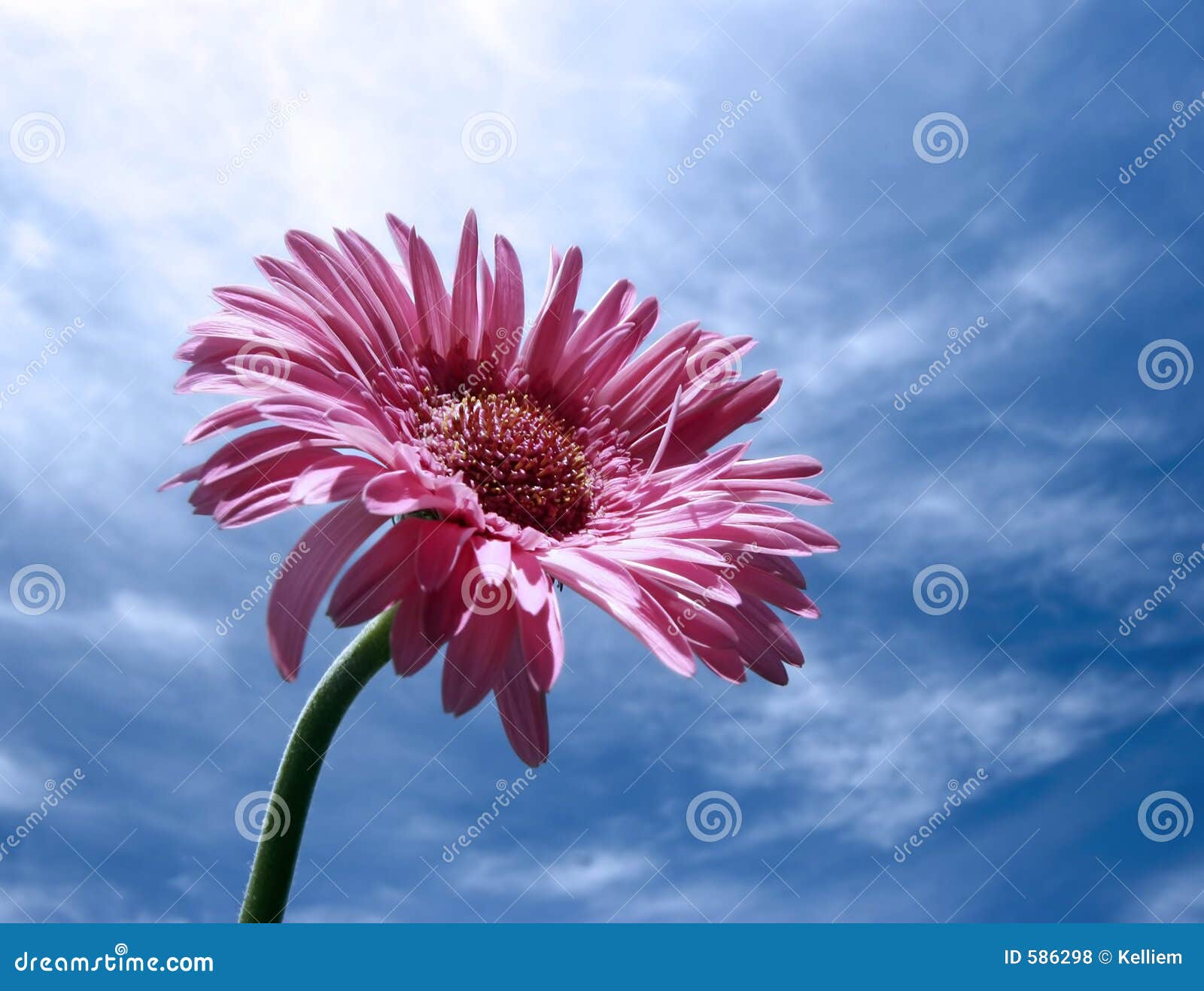 SOLA FLOR foto de archivo. Imagen de cielo, vida, amor - 586298