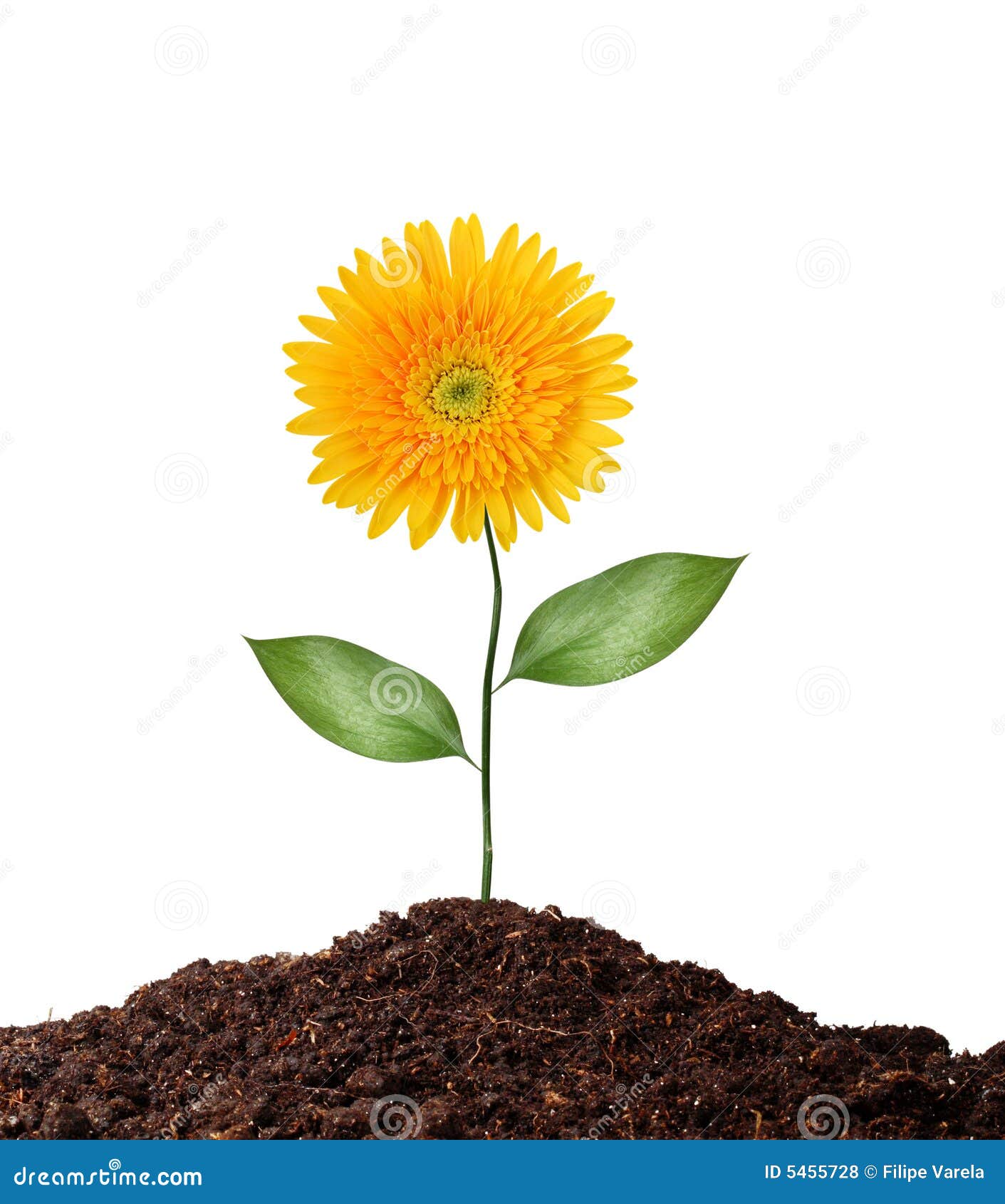 Sola Flor Aislada En Blanco Foto de archivo - Imagen de concepto, fondo ...