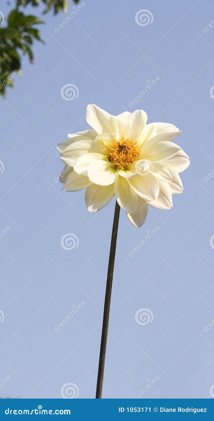 Sola Flor Blanca De La Dalia Imagen de archivo - Imagen de pétalo, vida ...