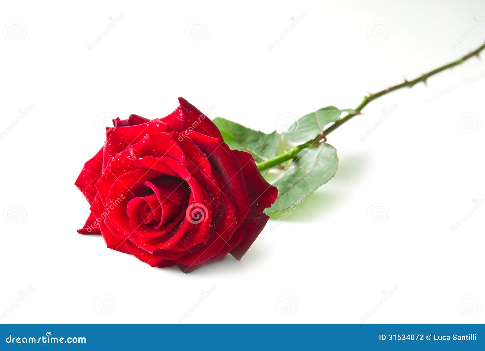 Sola Flor De La Rosa Del Rojo Foto de archivo - Imagen de brote, flores ...