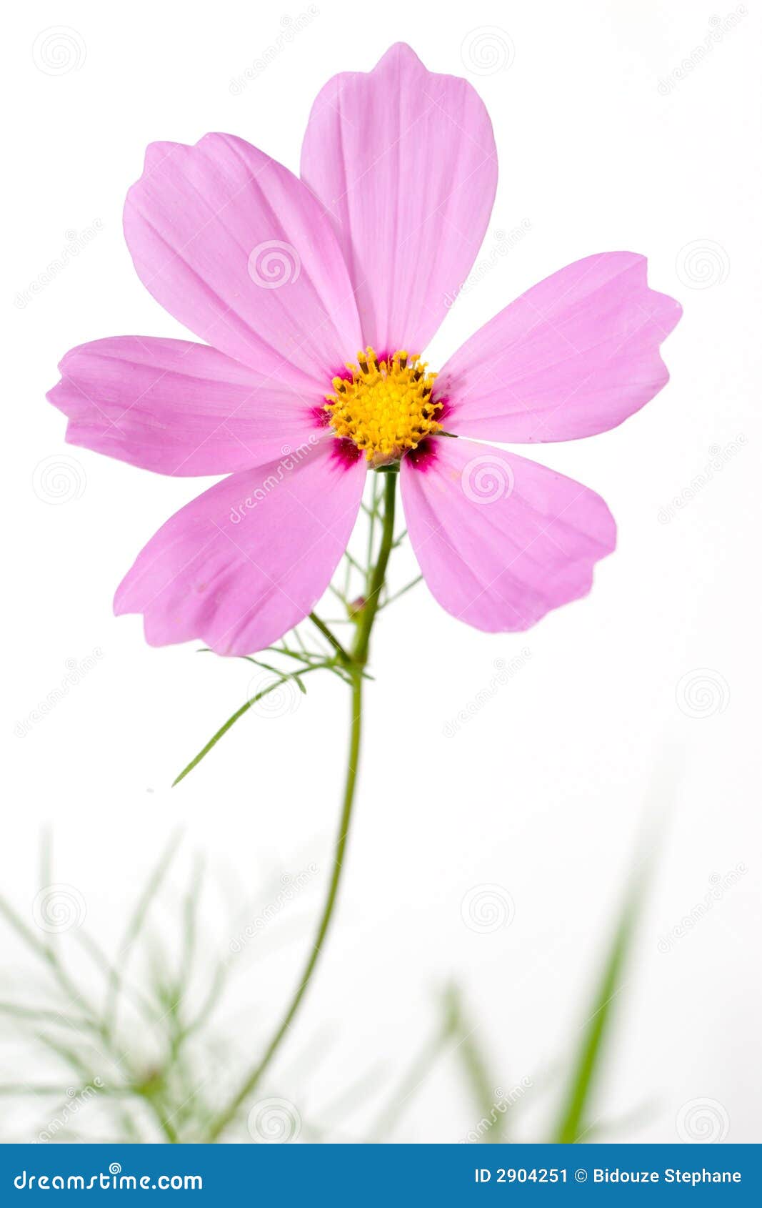 Sola Flor Del Cosmos Aislada Imagen de archivo - Imagen de polen, rosa ...