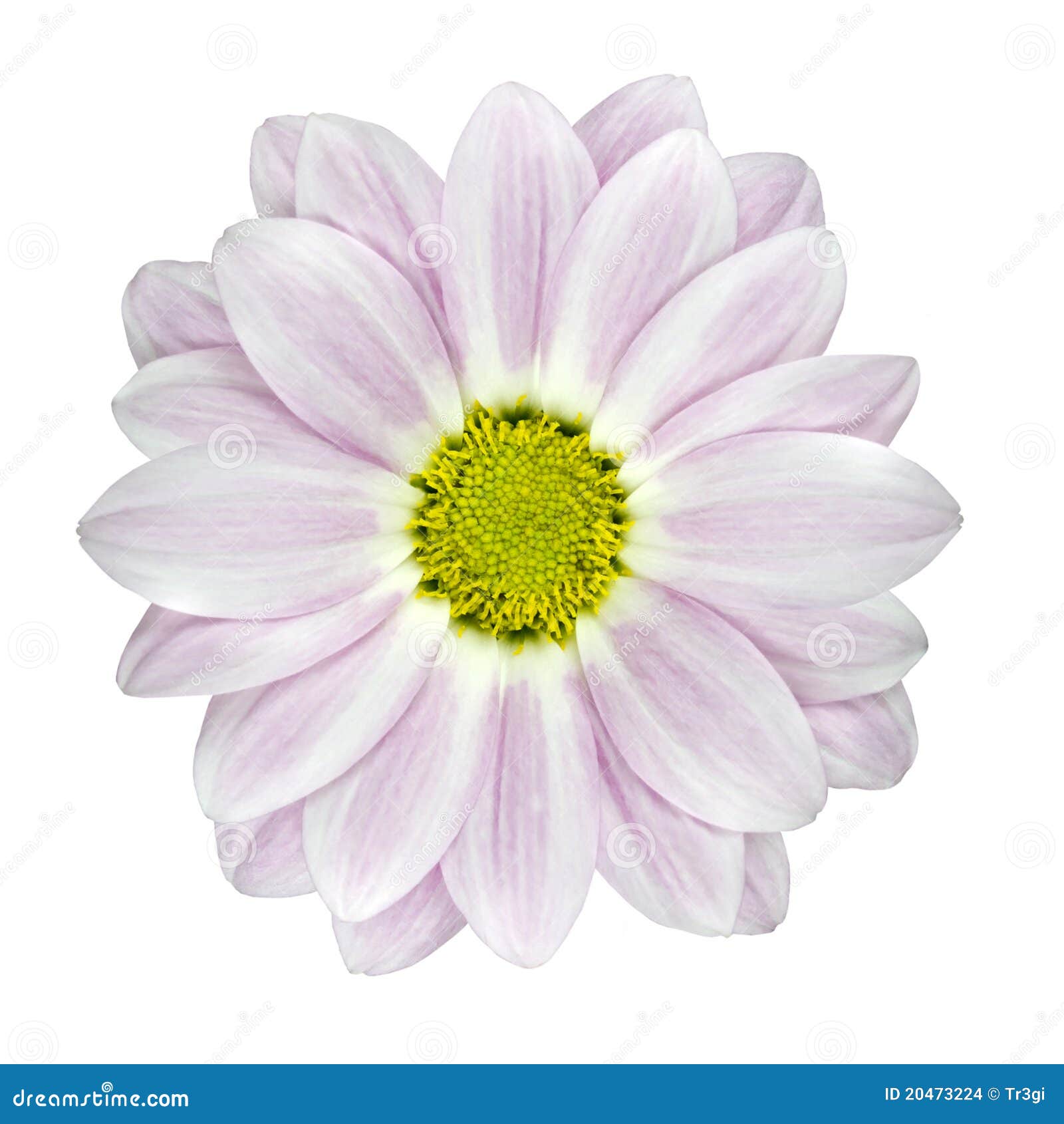 Sola Flor Rosada Y Blanca De La Dalia Aislada Foto de archivo - Imagen ...