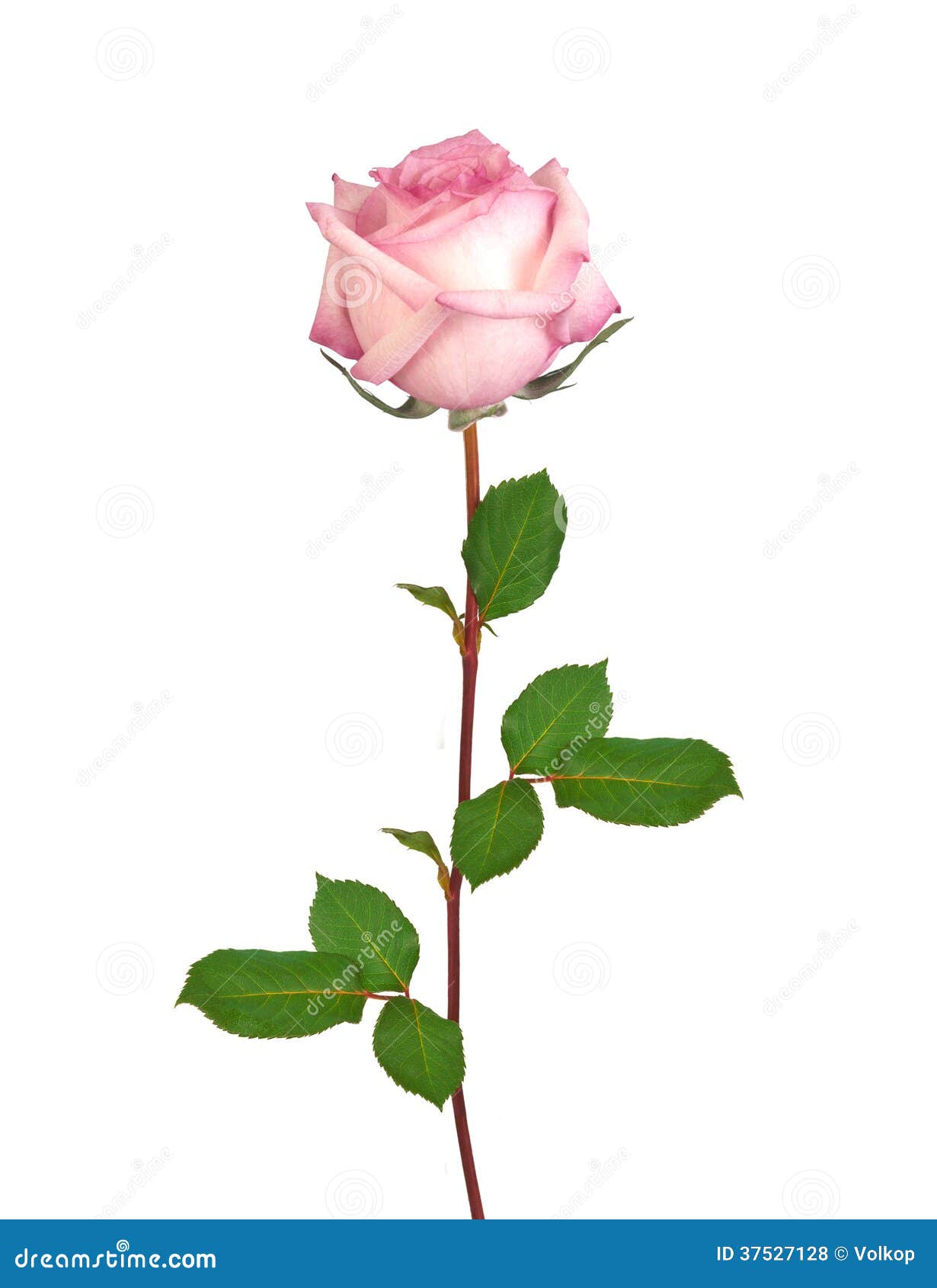 Sola rosa hermosa del rosa foto de archivo. Imagen de glorioso - 37527128