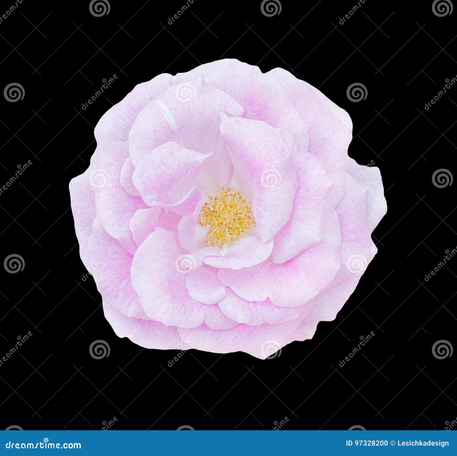 Sola Rosa Hermosa Del Rosa Aislada Foto de archivo - Imagen de ramo ...