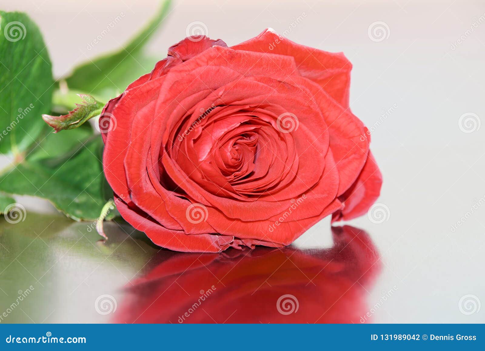 Sola Rosa Roja En Superficie Reflexiva Foto de archivo - Imagen de amor ...