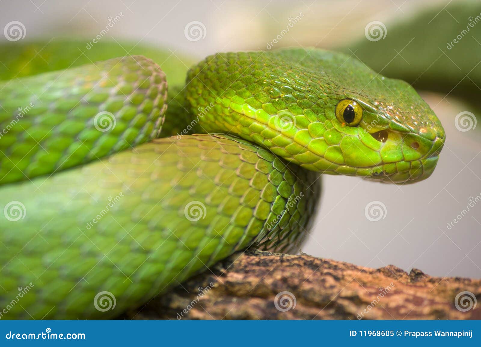 Sola Serpiente Verde Colorida Imagen de archivo - Imagen de peligroso ...