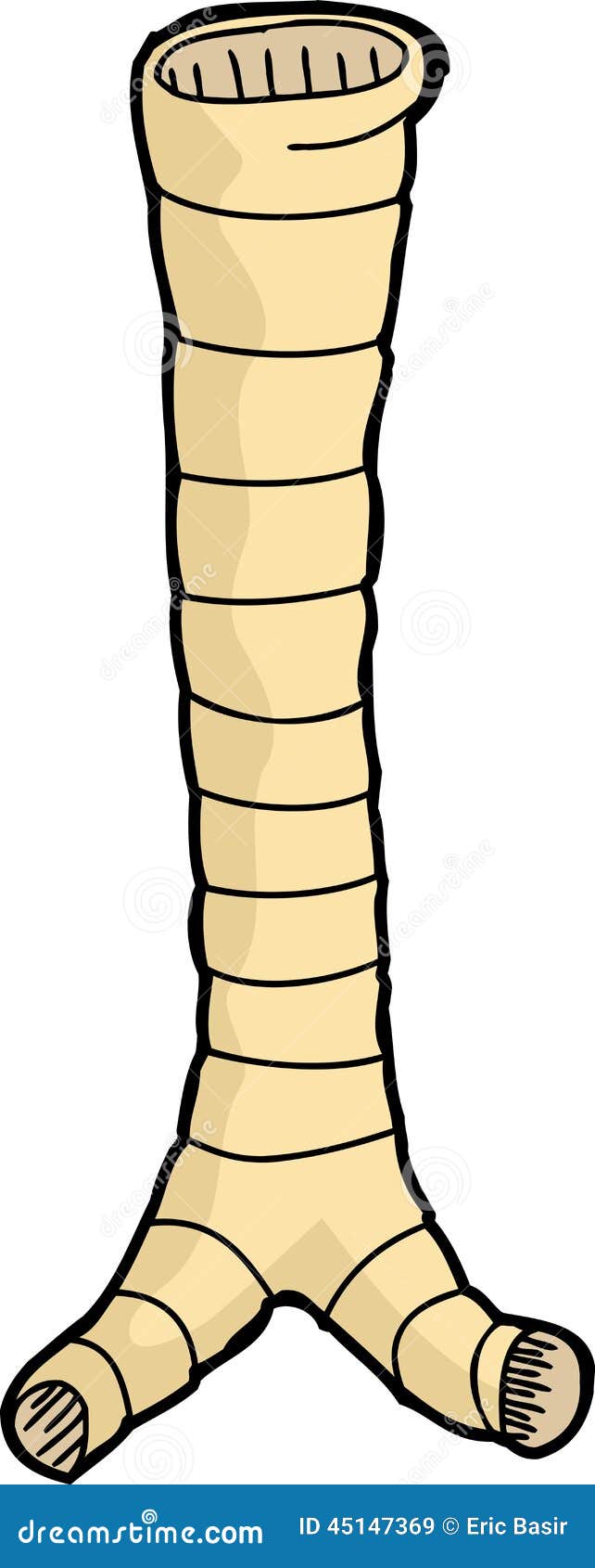 Sola tráquea ilustración del vector. Ilustración de blanco - 45147369