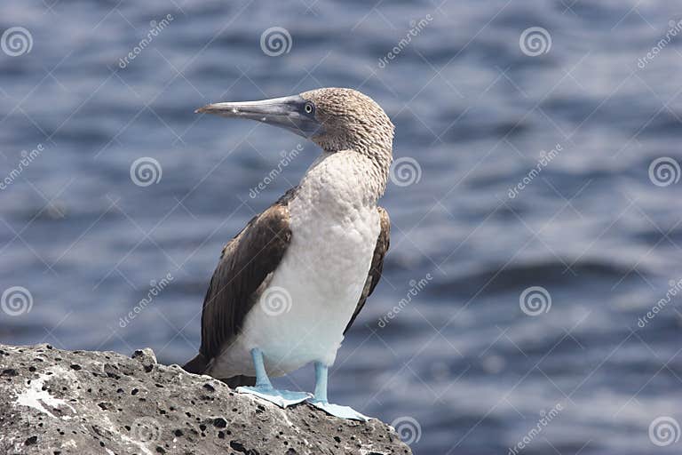 Solan Goose (Sula Nebouxii) Stock Image - Image of hatch, pacific: 7332703