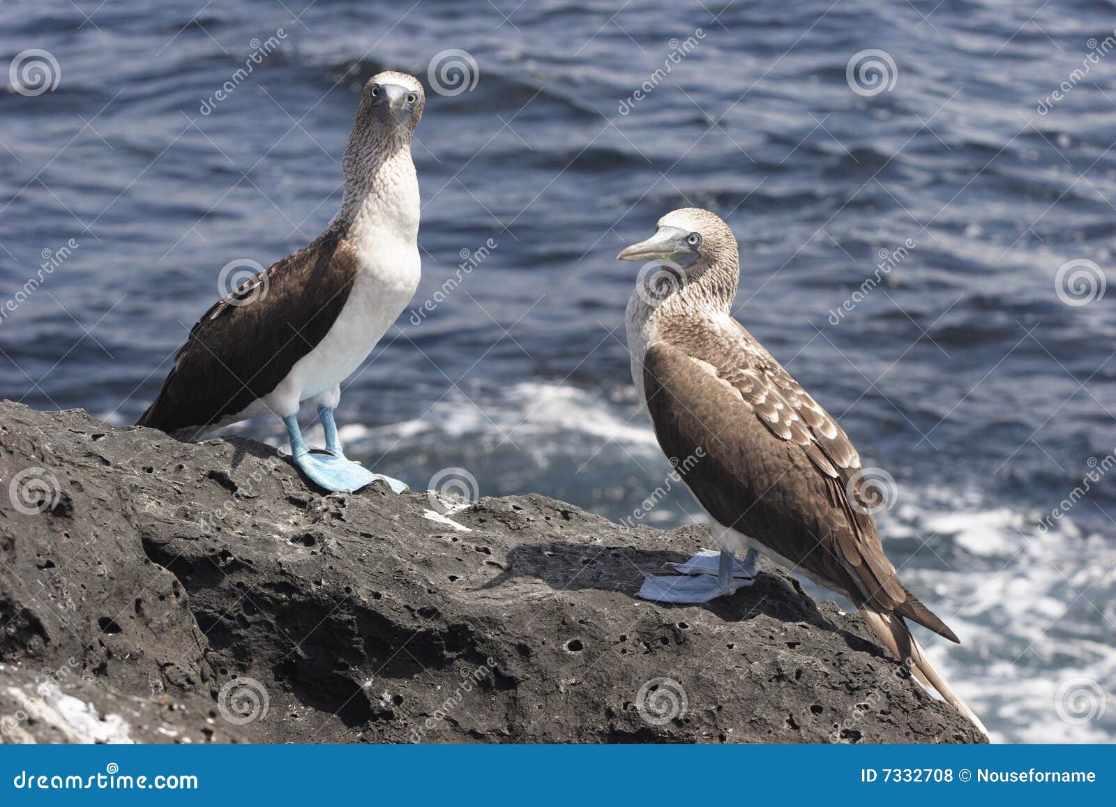 Solan Goose (Sula Nebouxii) Stock Photo - Image of variegata, santa ...