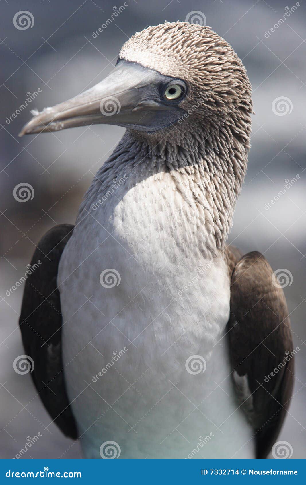 Solan Goose (Sula Nebouxii) Stock Photo - Image of pacific, baltra: 7332714