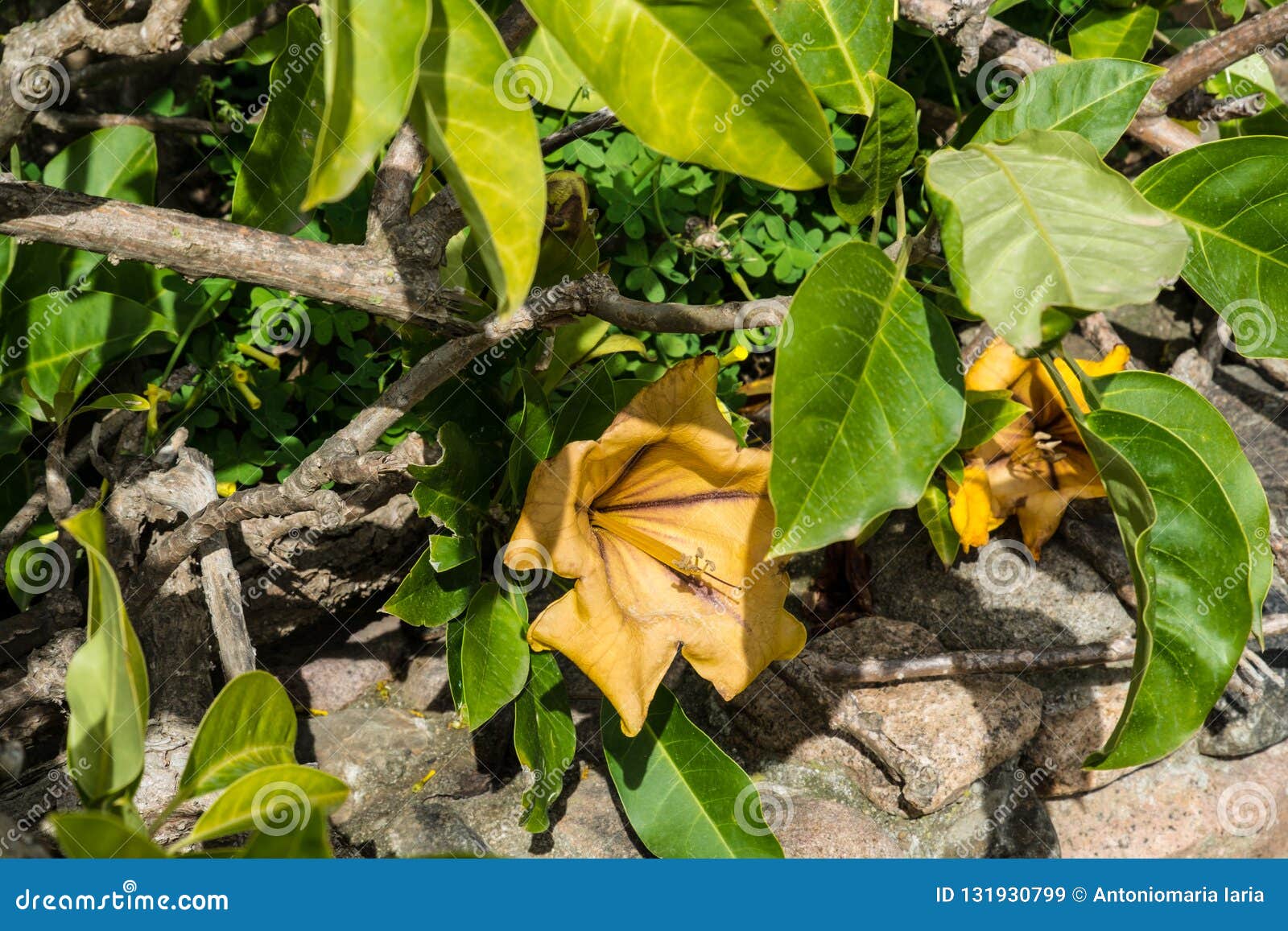 Solandra Maxima flower stock image. Image of lily, beautiful - 131930799