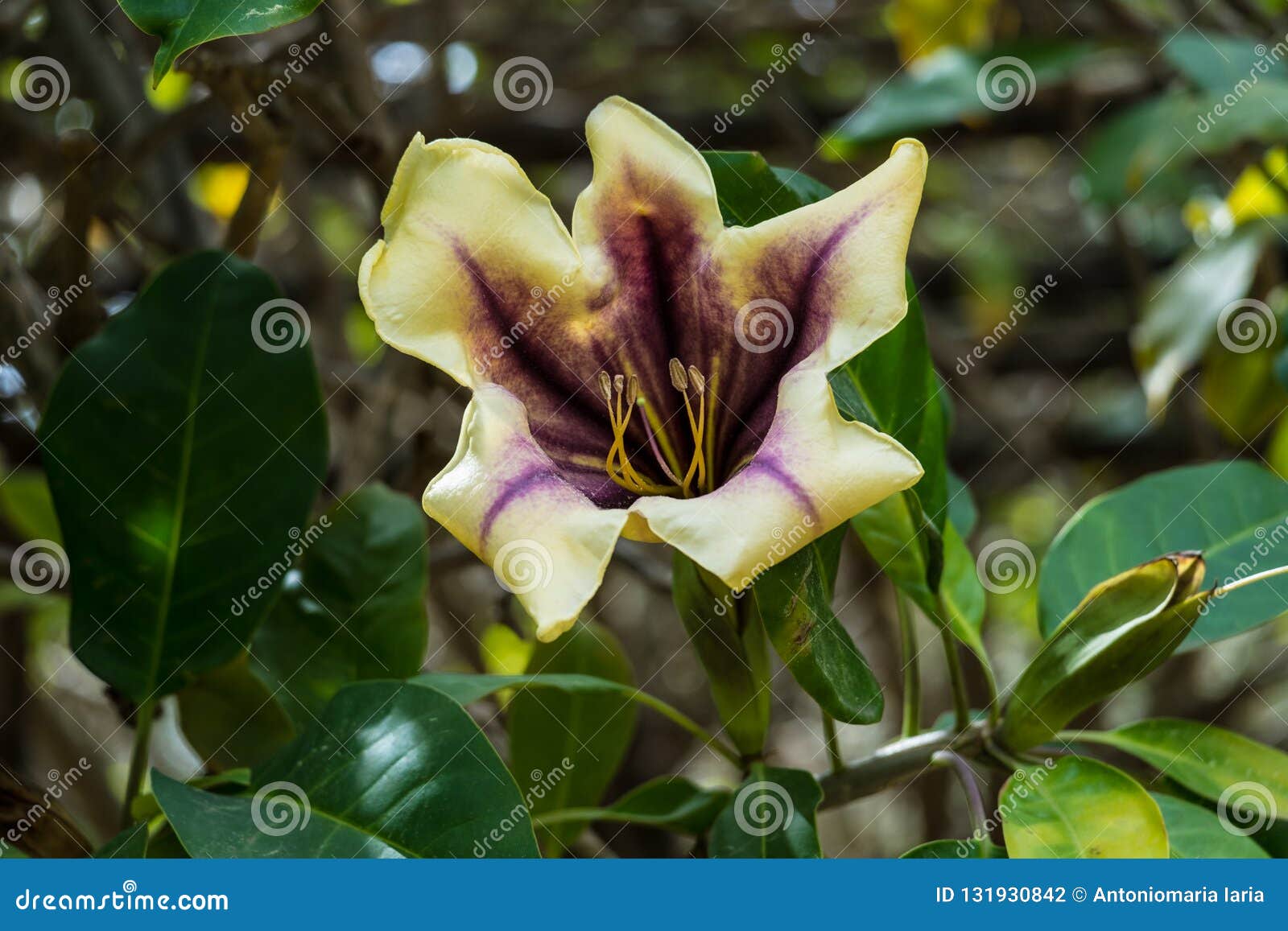 Solandra Maxima flower stock photo. Image of bloom, flower - 131930842