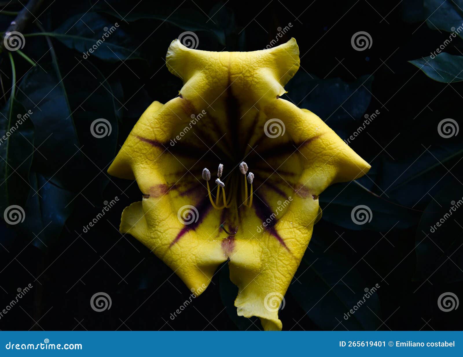 Solandra maxima flower stock image. Image of yellow - 265619401