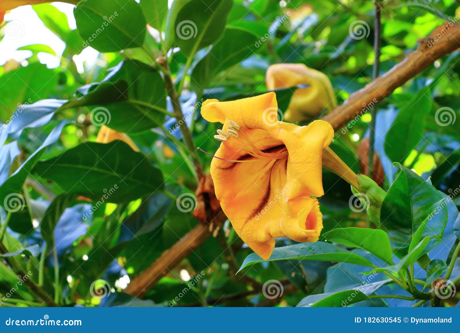 Solandra Maxima Flower from La Gomera, Canary Islands Stock Image ...