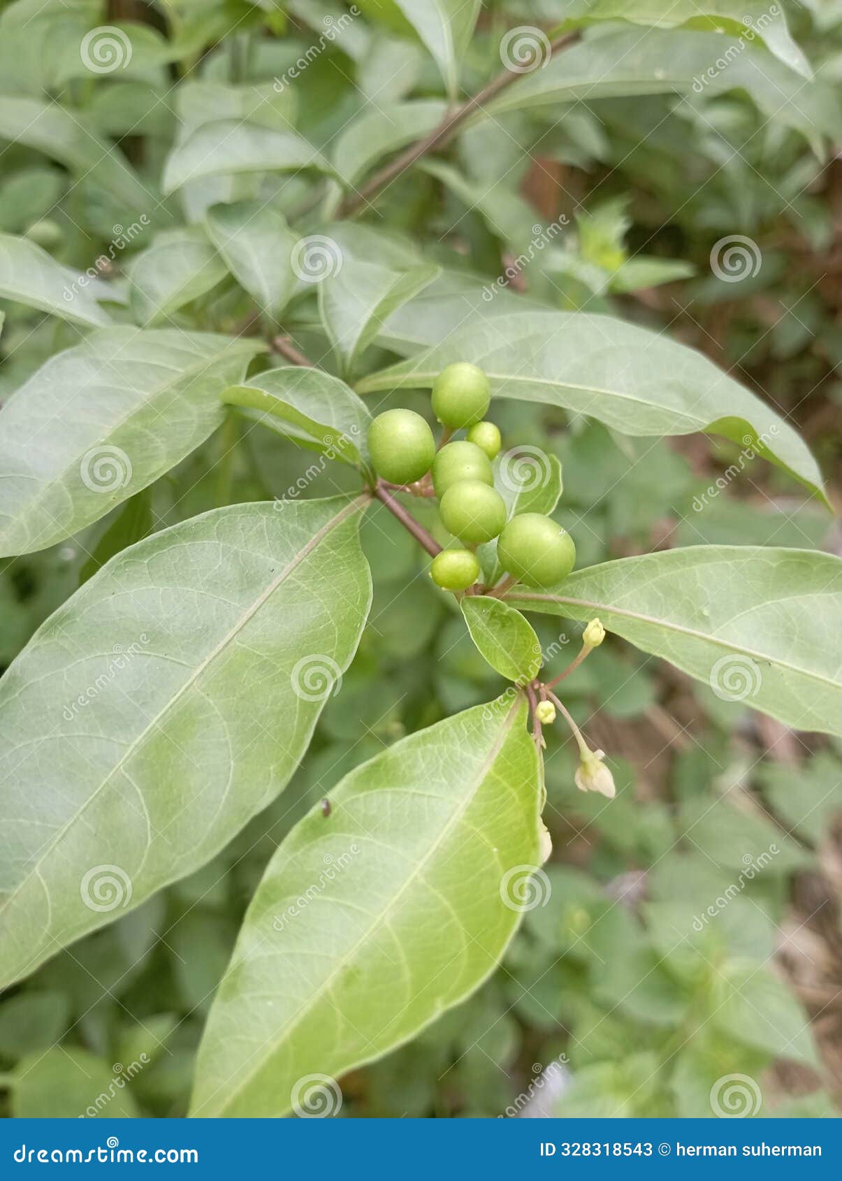 Solanum Fruit Tree Usually Grows Wild in Southeast Asia Stock Image ...