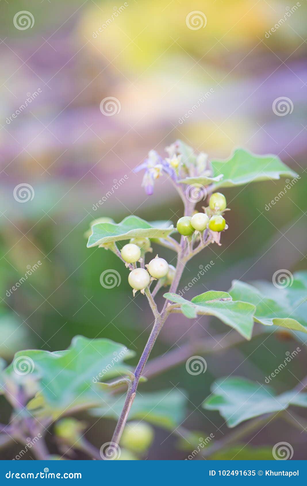 Solanum Indicum,Herb and Food Stock Image - Image of gardening, nature ...