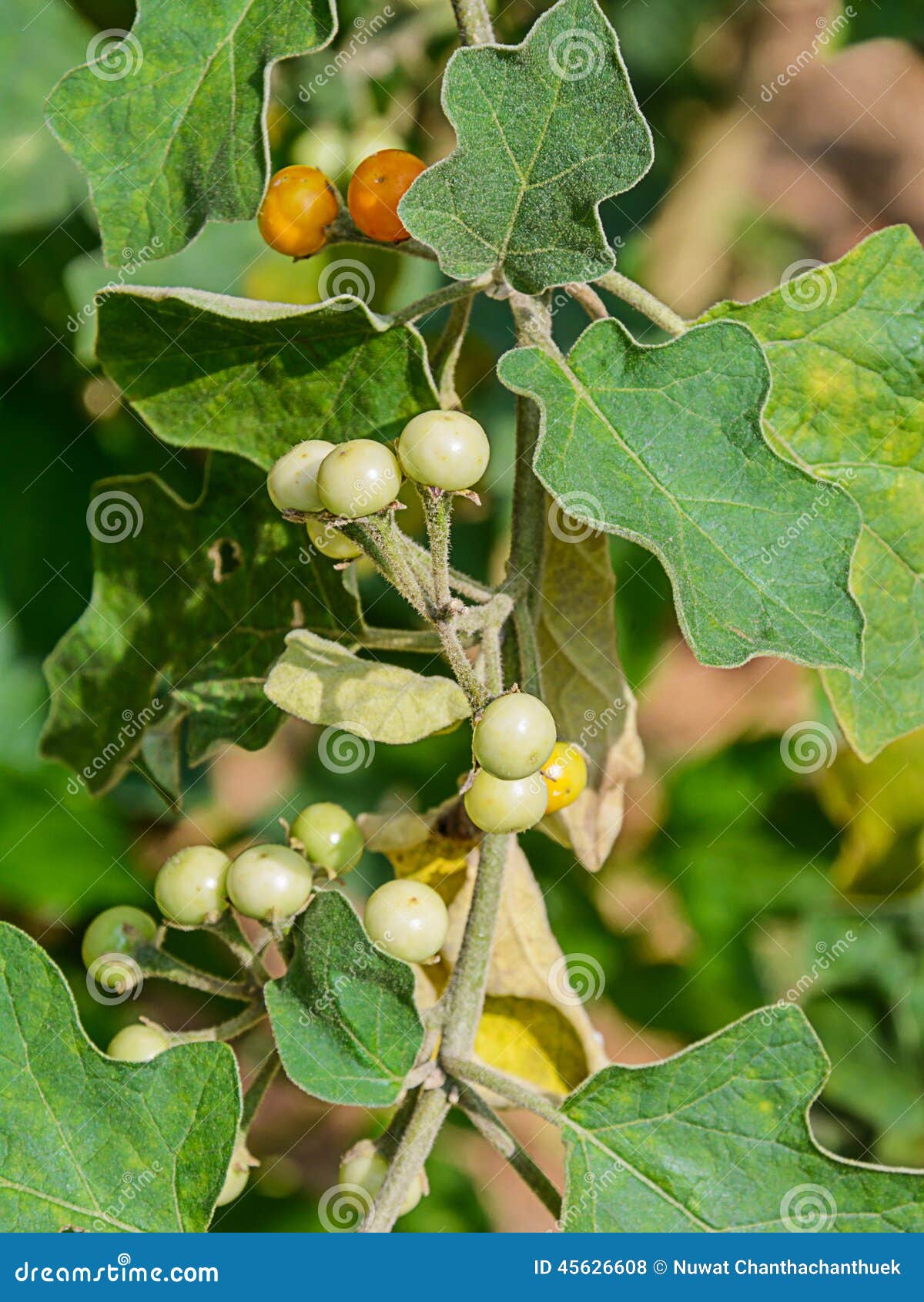 Solanum indicum L. stock photo. Image of prickly, bush - 45626608