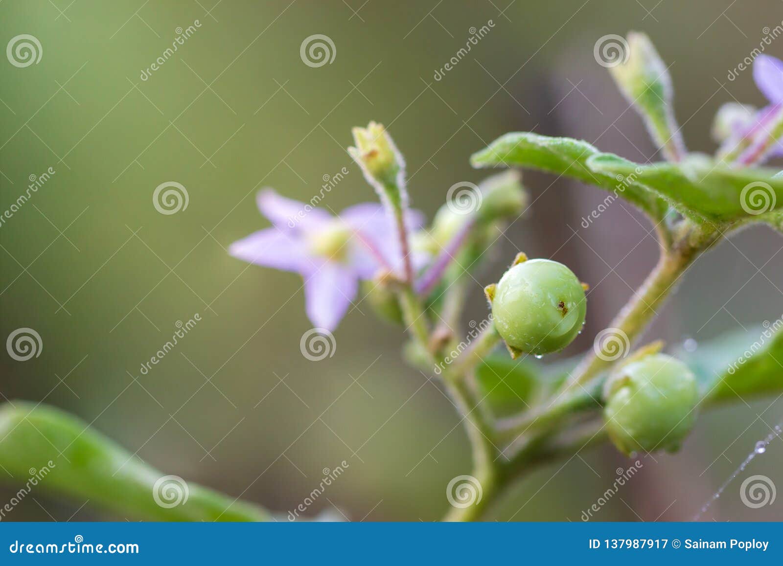 Solanum Indicum on the Tree in Organic Farm. Stock Image - Image of ...