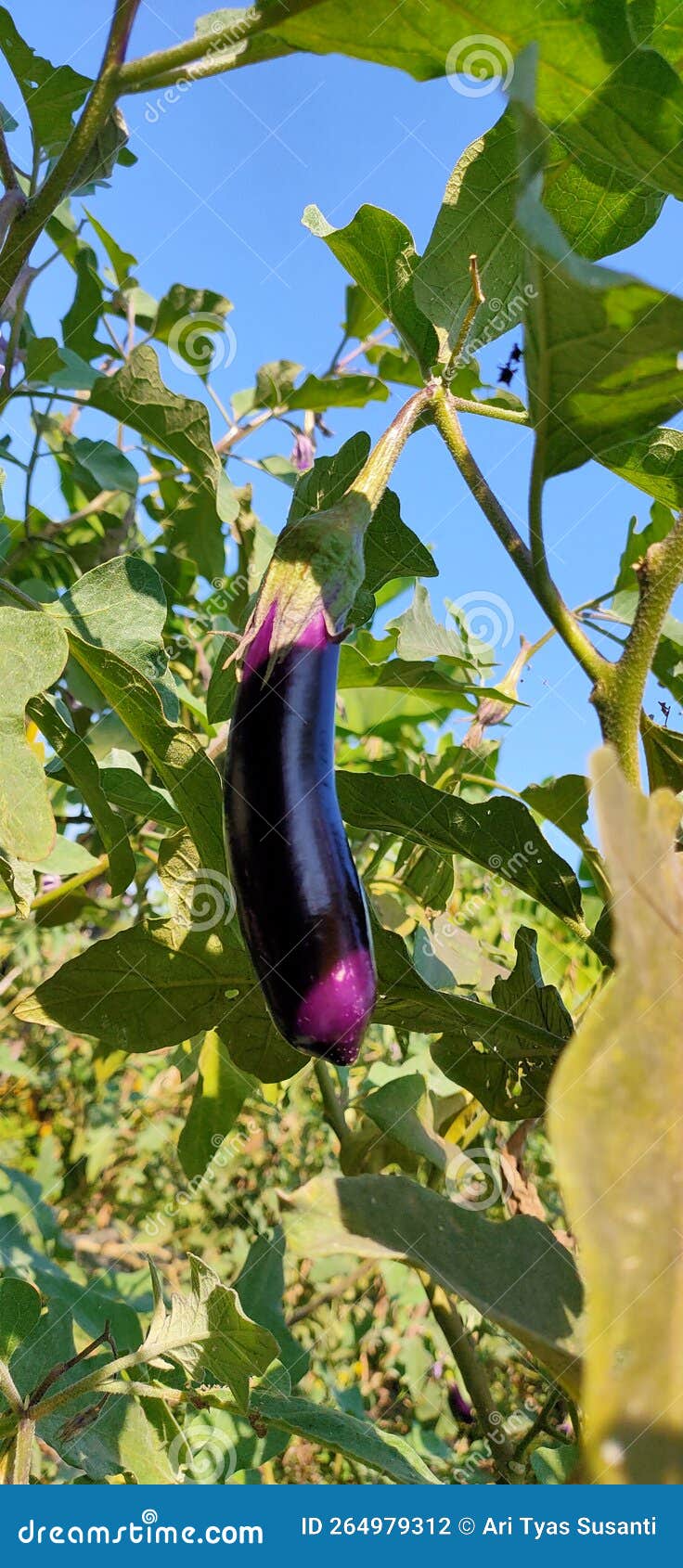 Solanum in its tree stock photo. Image of tree, agriculture - 264979312