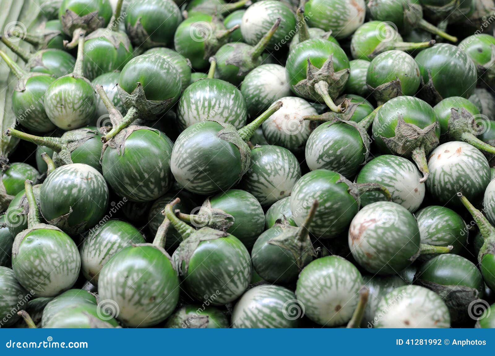 Solanum macrocarpon stock photo. Image of natural, farm - 41281992