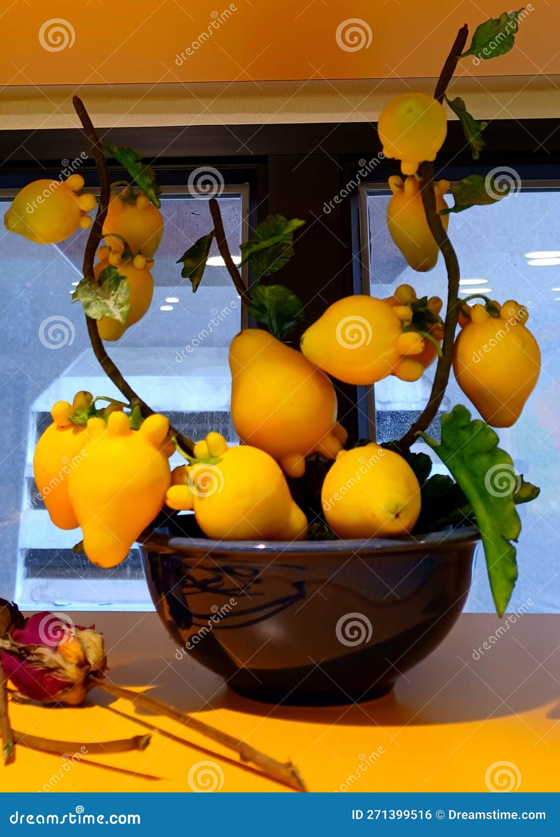 Solanum Mammosum, Also Known As Nipplefruit Stock Photo - Image of ...