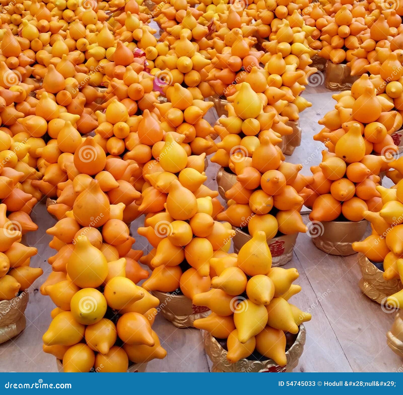 Solanum mammosum stock image. Image of orange, year, cultural - 54745033