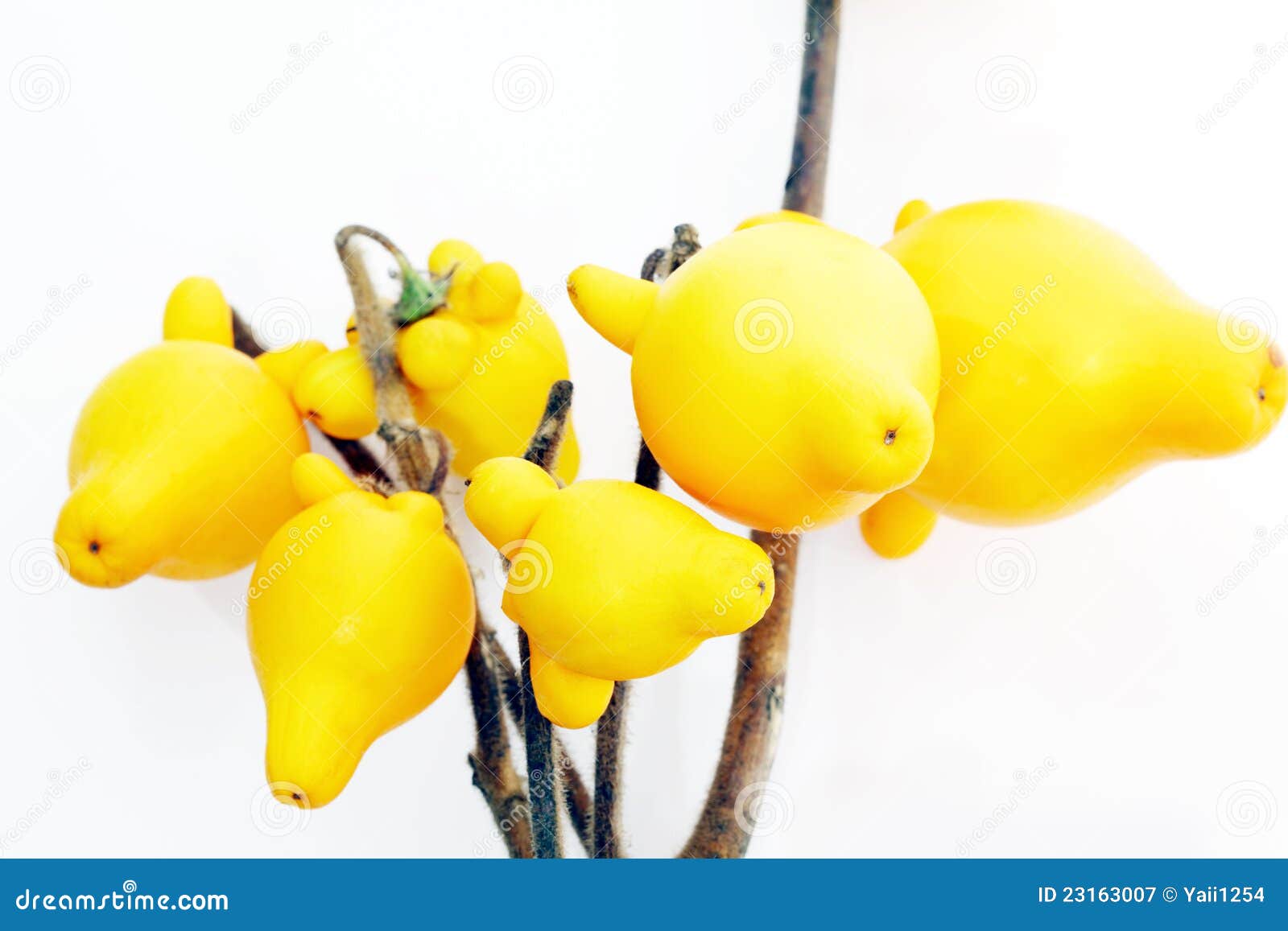 Solanum Mammosum Tree. Yellow Nipples Fruits Is Commonly Known As ...