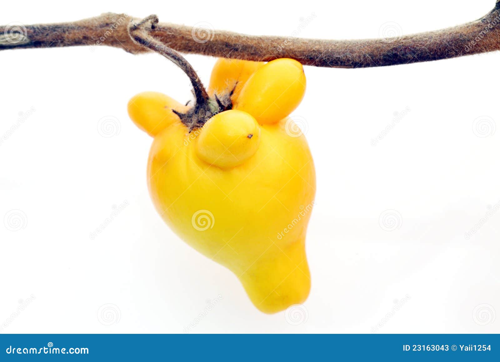 Solanum Mammosum Tree. Yellow Nipples Fruits Is Commonly Known As ...