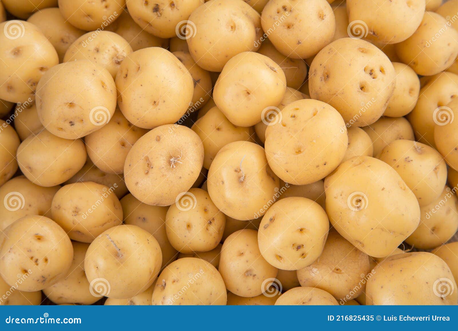 Solanum Phureja - Organic Yellow Creole Potato Stock Image - Image of ...