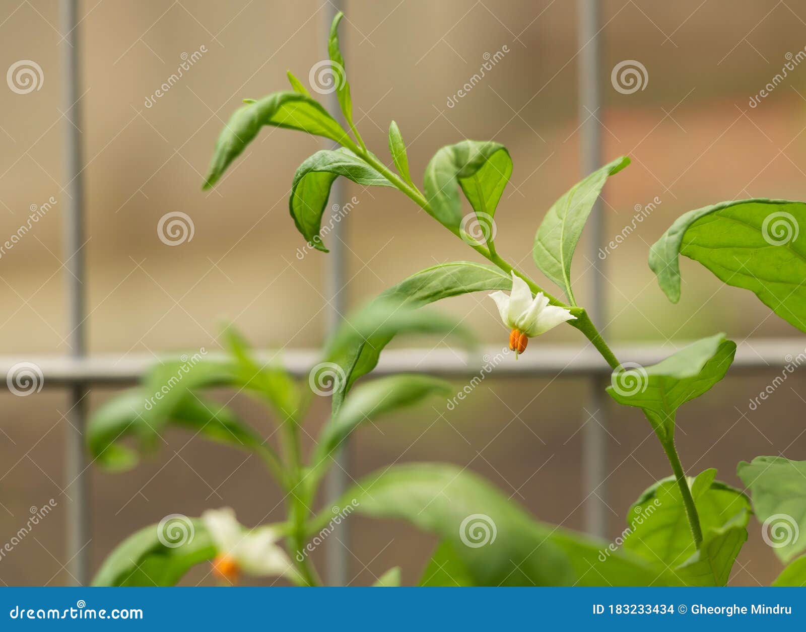 Solanum Pseudocapsicum in Bloom with White Tiny Flower Stock Photo ...